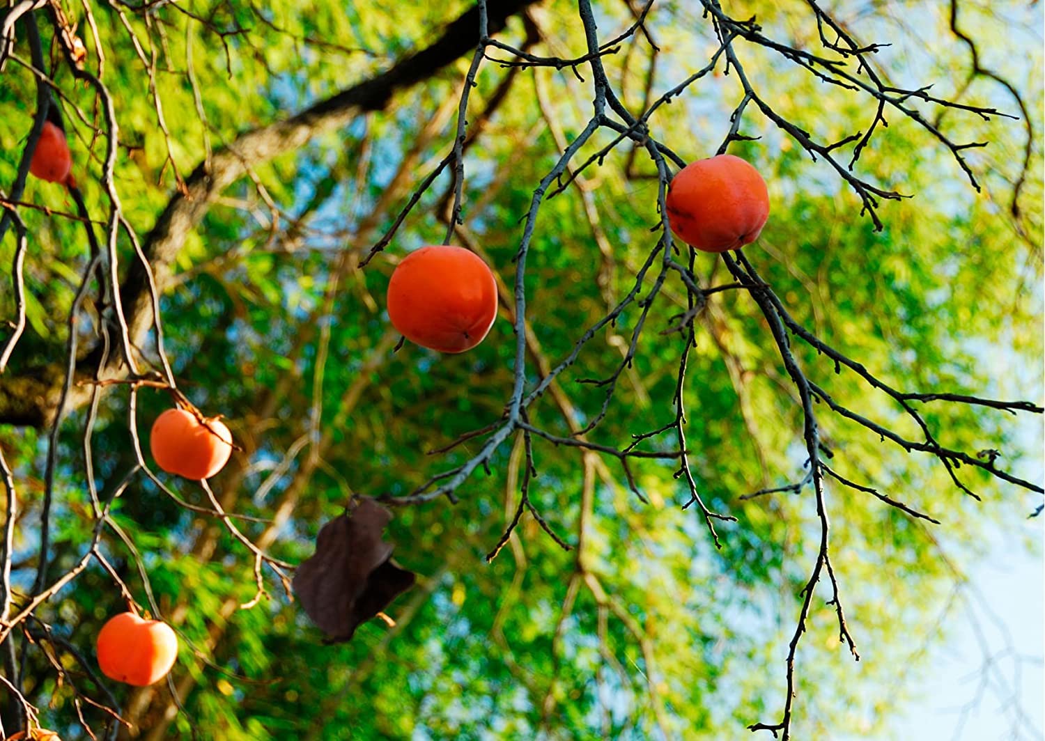 American Persimmon Seeds for Planting Outdoors | Non GMO Heirloom Fruit Seeds (30 Seeds)