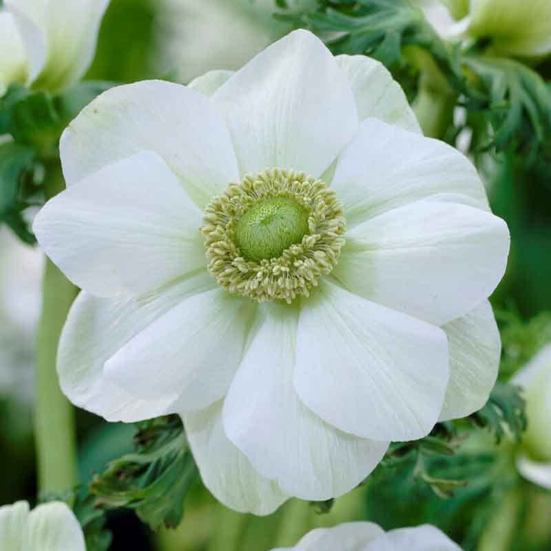 Anemone Bulbs - Rainbow Pastel Mix - 20 Bulbs - Rainbow Flower Bulbs, Corm Attracts Bees, Easy to Grow & Maintain, Container Garden