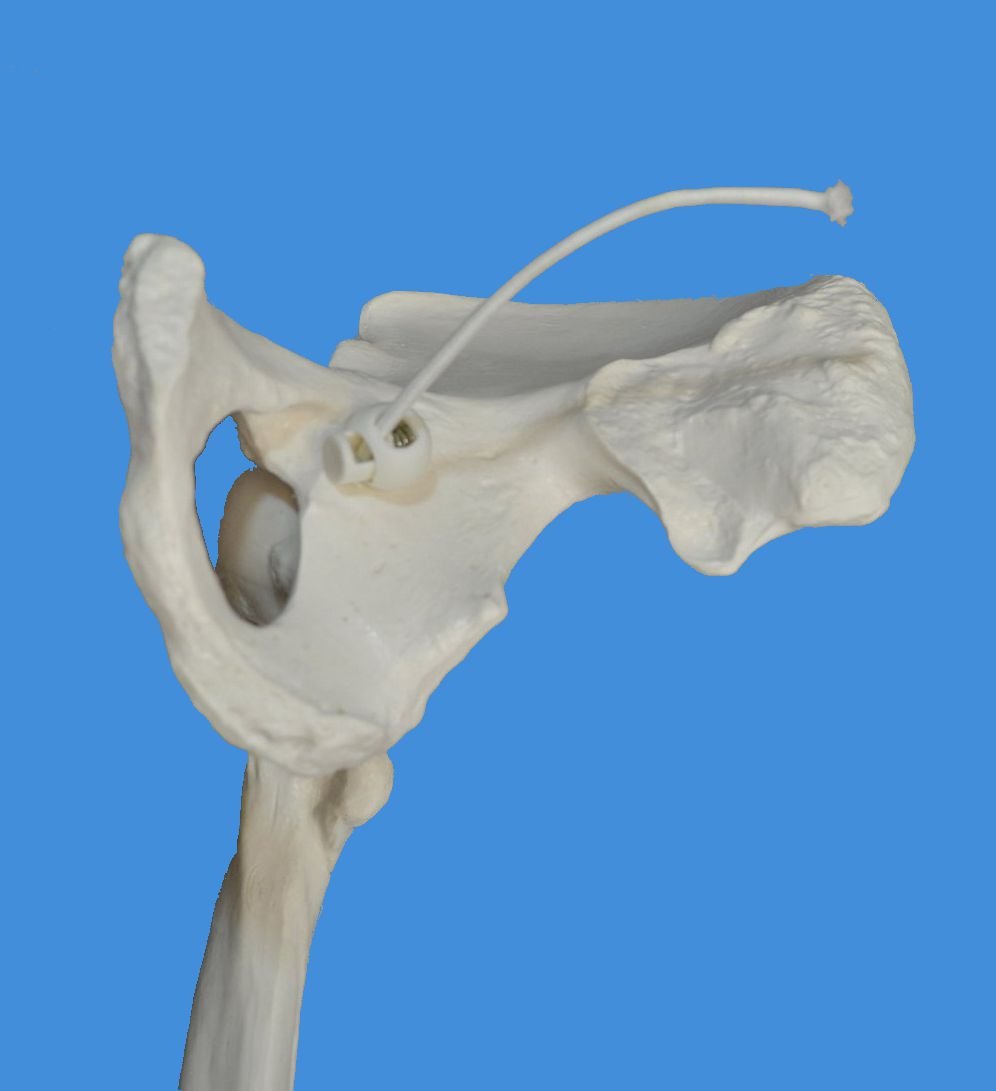Wellden Medical Anatomical Human Lower Limb Skeleton Model, Life Size
