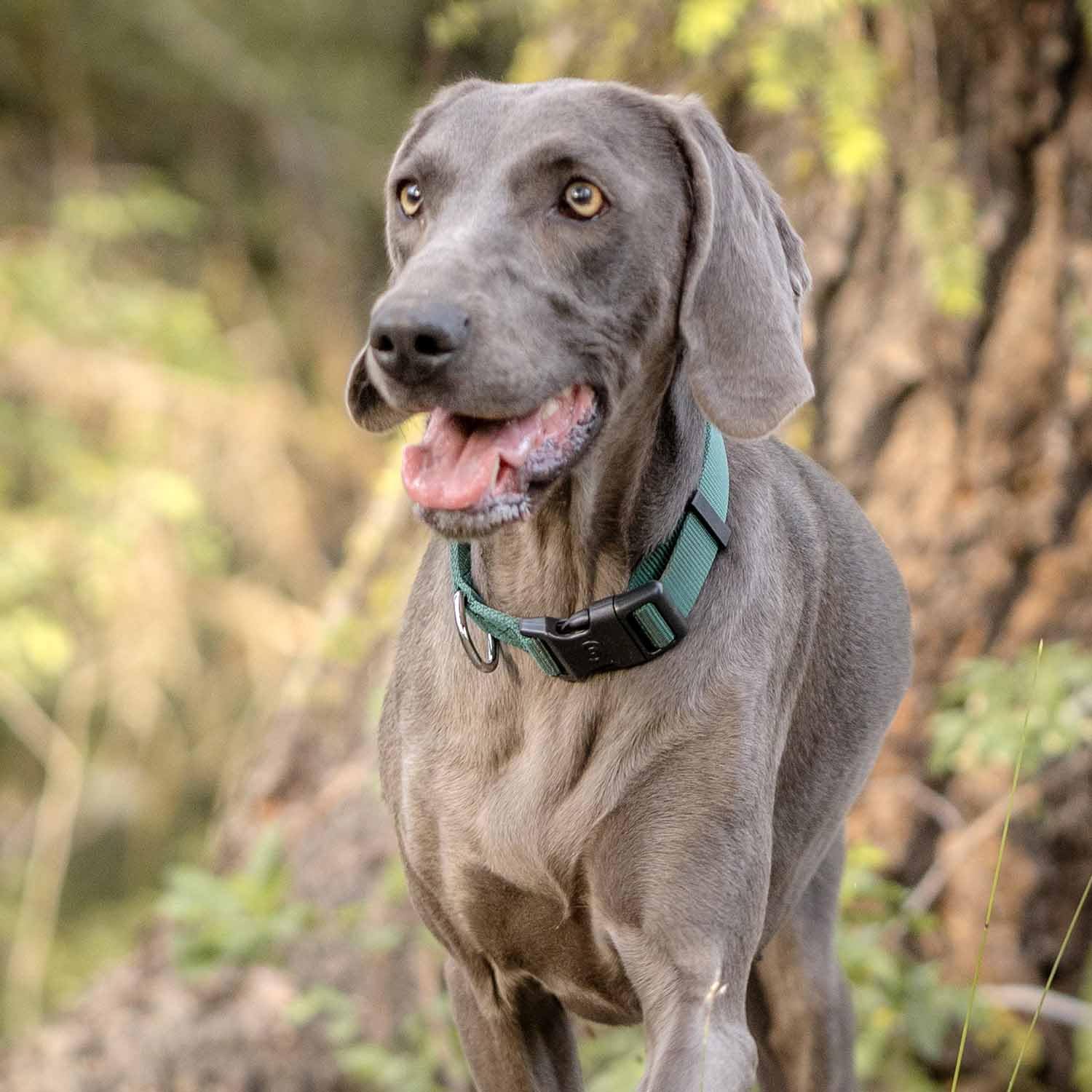 Blueberry Pet Essentials Matching Dog Collar Leash Harness Set in Verdant Green, Adjustable Classic Solid Color Nylon Collar with Harness & 5 ft Leash for Small Dogs