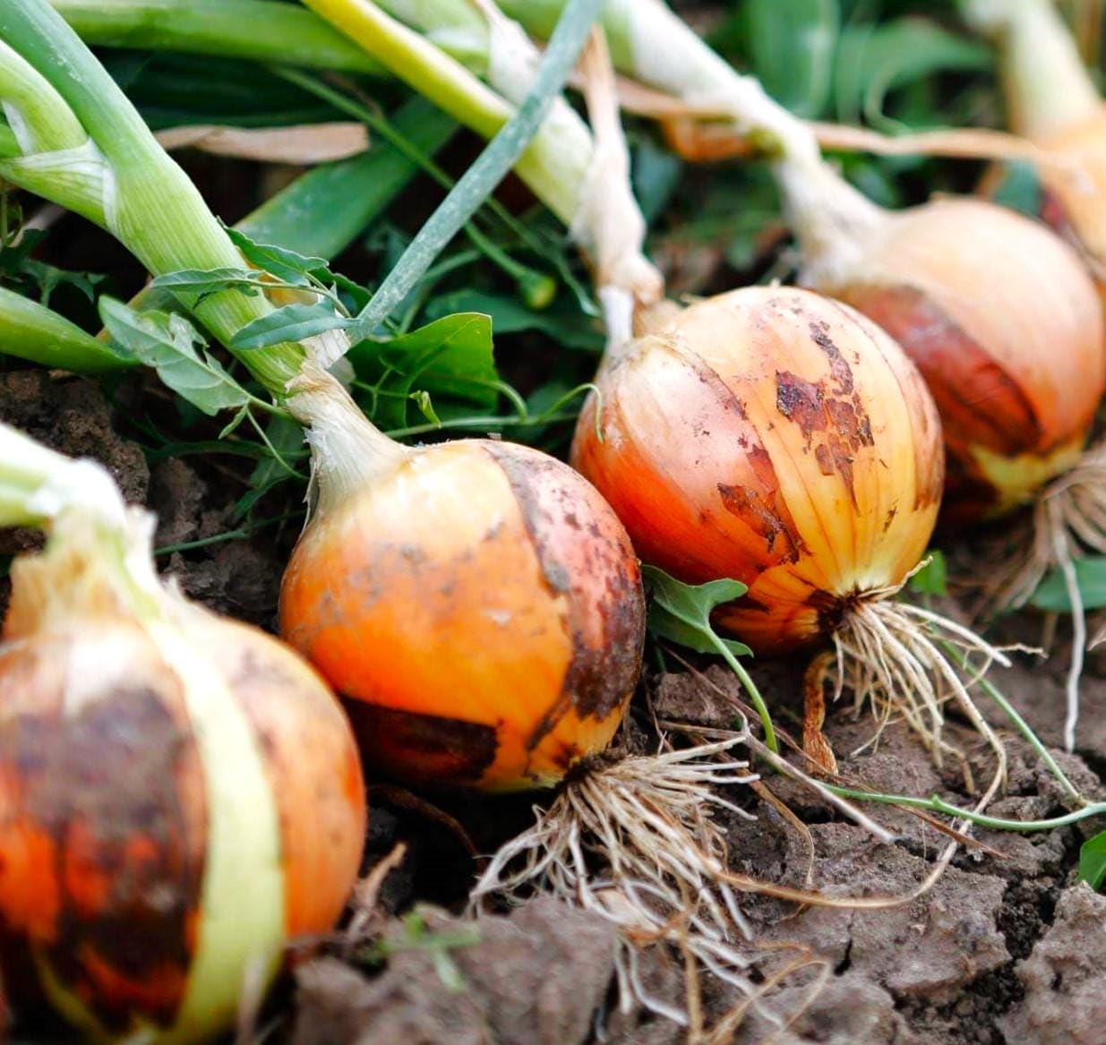 TomorrowSeeds - 3 Colors Mix Onion Sets (Starter Bulbs) - 25+ Count | Yellow, Red, White Sweet Onions Set for Growing Gardening Noon Day Vegetable Seed for 2025