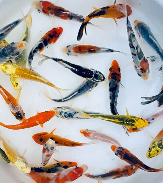 Toledo Goldfish Standard Fin Koi, Variety of Colors and Patterns - Perfect for Ponds or Aquariums - 4-5 Inches, 5 Count