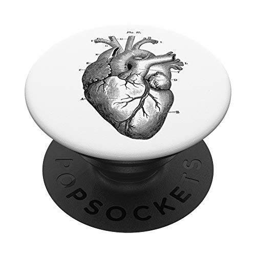 Vintage Heart Anatomical Drawing Cardiology Doctor Nurse