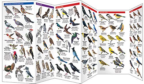 Oregon Birds: A Folding Pocket Guide to Familiar Species (Nature Observation North America)