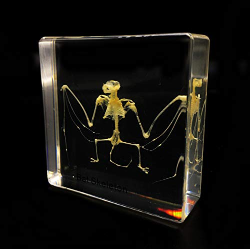 Real Bat Skeleton Specimen in Acrylic Block Paperweights Science Classroom Specimens for Science Education(3x3x1 Inch)