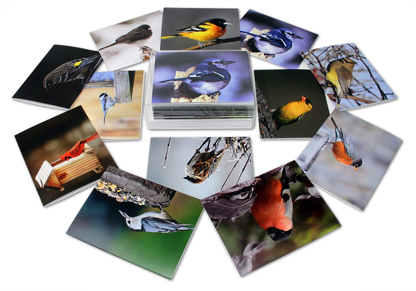 Small World Greetings Song Bird Note Cards With Identification Card 12 Count-Blank Inside with White Envelopes-A2 Size 5.5" x 4.25"-Bird Stationery-All Occasion-Birthday, Thank You, and More