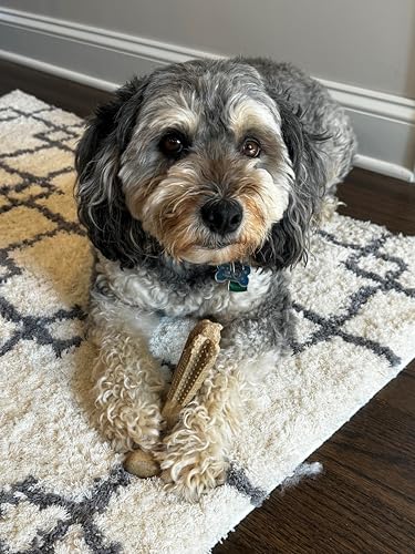 SPOT Bam-Bones Plus T Bone - Bamboo Fiber & Nylon, Durable Long Lasting Dog Chew for Aggressive Chewers – Great Toy for Adult Dogs & Teething Puppies Under 90lbs, Non-Splintering, 7in Chicken Flavor