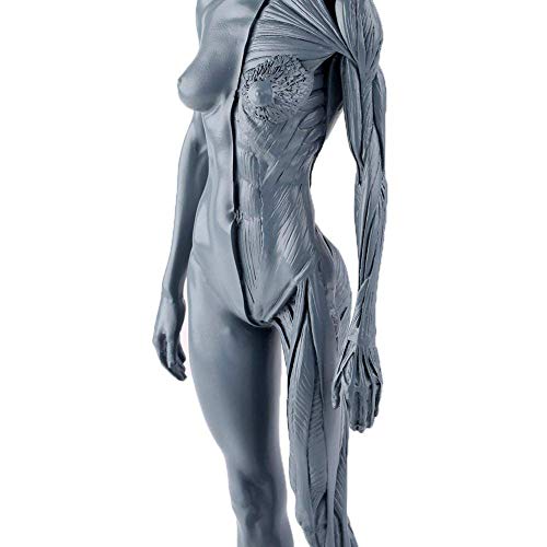 Oubo Dental New Female Anatomical Anatomy Skull Head Body Model Muscle Bone (30cm) Height