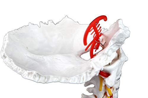 Vision Scientific VAV261 Cervical Spine with Nerves & Arteries | Life-Size, Articulated | 7 Cervical Vertebrae, Intervertebral Discs | Occipital Bone, Spinal Cord | Instruction Manual
