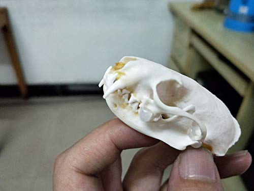 weasel Skull Taxidermy supplies art bone vet medicine 1:1
