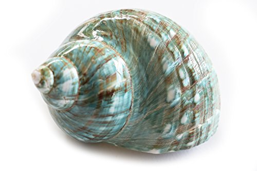 X-Large Polished Jade Turbo (3 1/2"- 4") 1 3/4" Opening Beach Crafts Nautical Decor Large Hermit Crabs - Florida Shells and Gifts