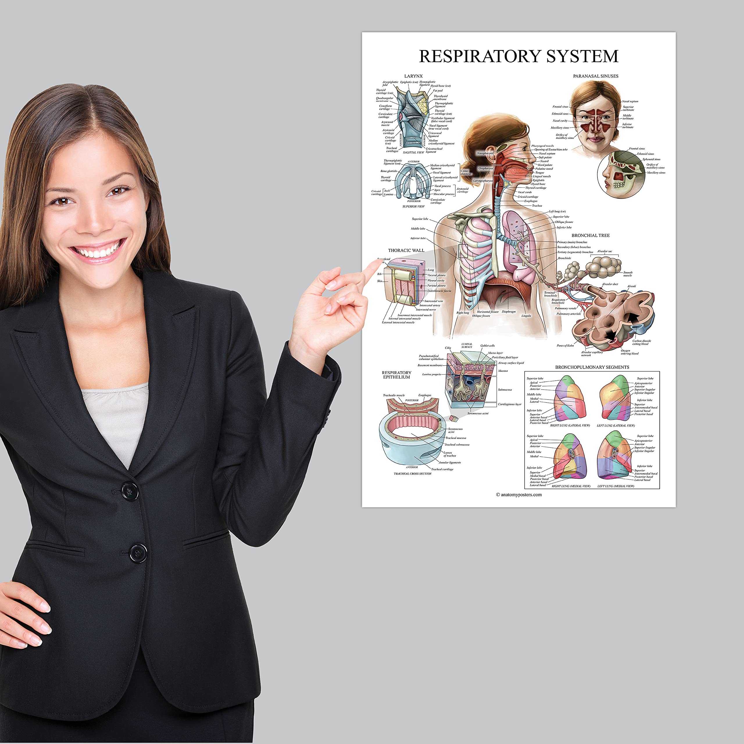 Palace Learning Laminated Respiratory System Anatomical Chart - Lung Anatomy Poster - 18" x 24"