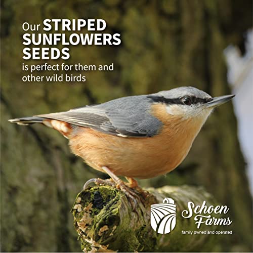 Schoen Farms Striped Sunflower Seeds for Birds, (3 Pound)