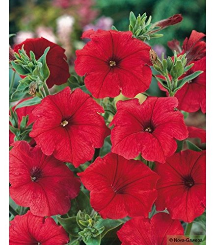 Red Petunia "Fire Chief ( 500 Seeds) Flower Great in Hanging Baskets,containers.