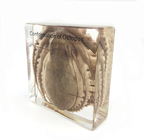 Octopus Specimen(3" x 3" x 1")