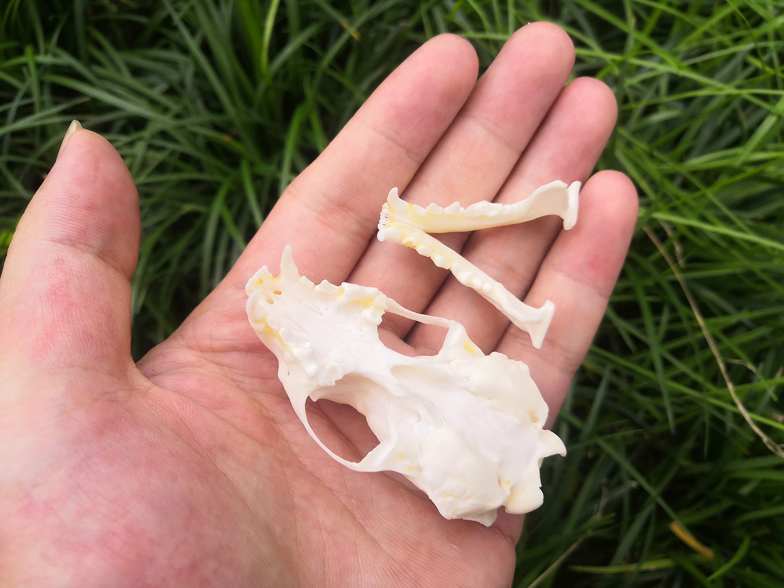 Racoon Dog Skull,Cat Skull,Coypu Skull,Muskrat Skull,Fox Skull,Raccoon Dog Skull,Mink Skull,Taxiderm Skull Specimen