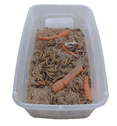 NutriCricket 100 Premium Live Large Superworms Shipped