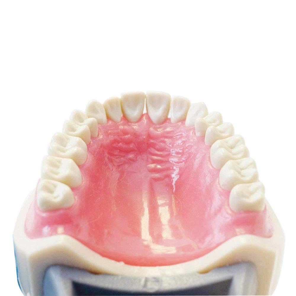 Typodont Teeth Model, with Removable Teeth, Compatible with Kilgore Nissin + 5 Sets of 28pcs Teeth Piece for Teaching, Study
