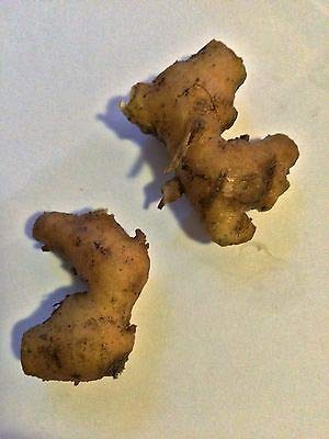 Shampoo Ginger Awapuhi Pinecone Ginger Zingiber zerumbet 3 Healthy Rhizomes NHKM78