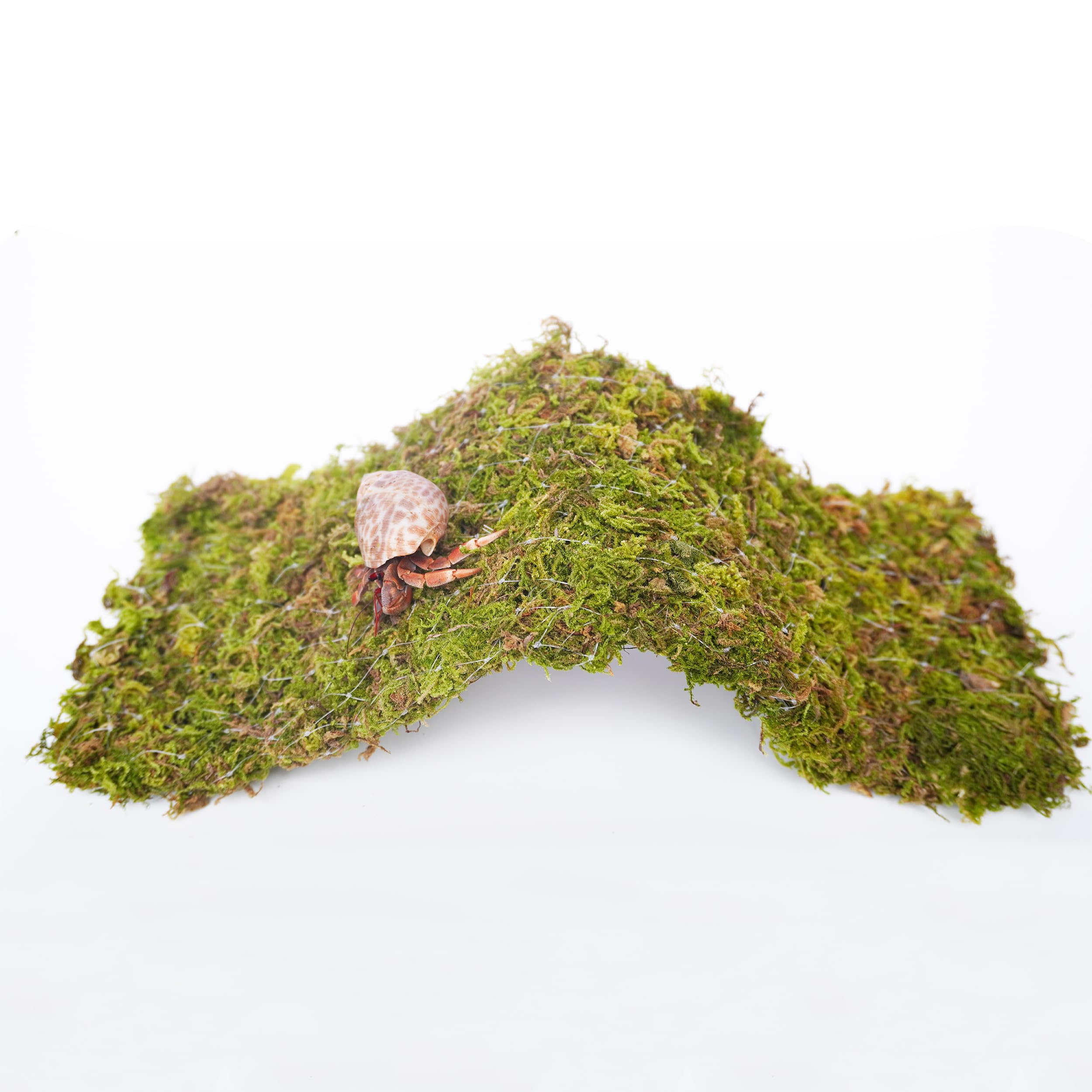 Begeterday Hermit Crab Climbing Toys, 13.5 inch Bendable Climbing Bridge, Ideal Hermit Crab Supplies for 10 Gallon Hermit Crab Tank