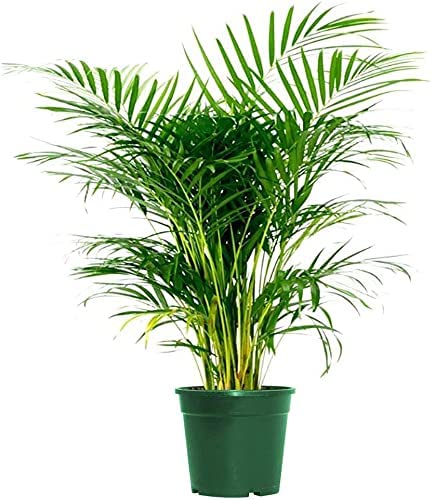 American Plant Exchange Areca Palm Tree, Graceful Indoor Houseplant, 6-Inch Pot, Bright Golden Canes, Air-Purifying Live Plant