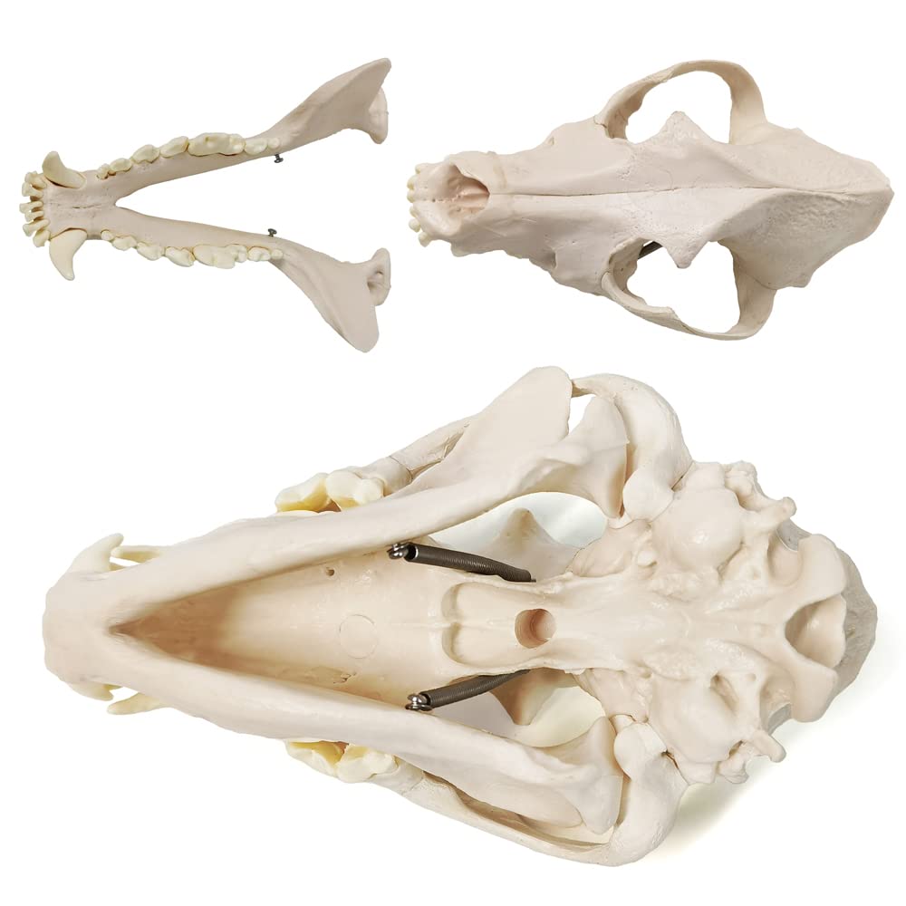 Benilev Dog Skull Anatomy Model, 3 Part Life Size Replica Realistic Animal Head Bone Medical Dog Skull Anatomical Model for Anatomy and Physiology Education Learning Teaching or Display Prop