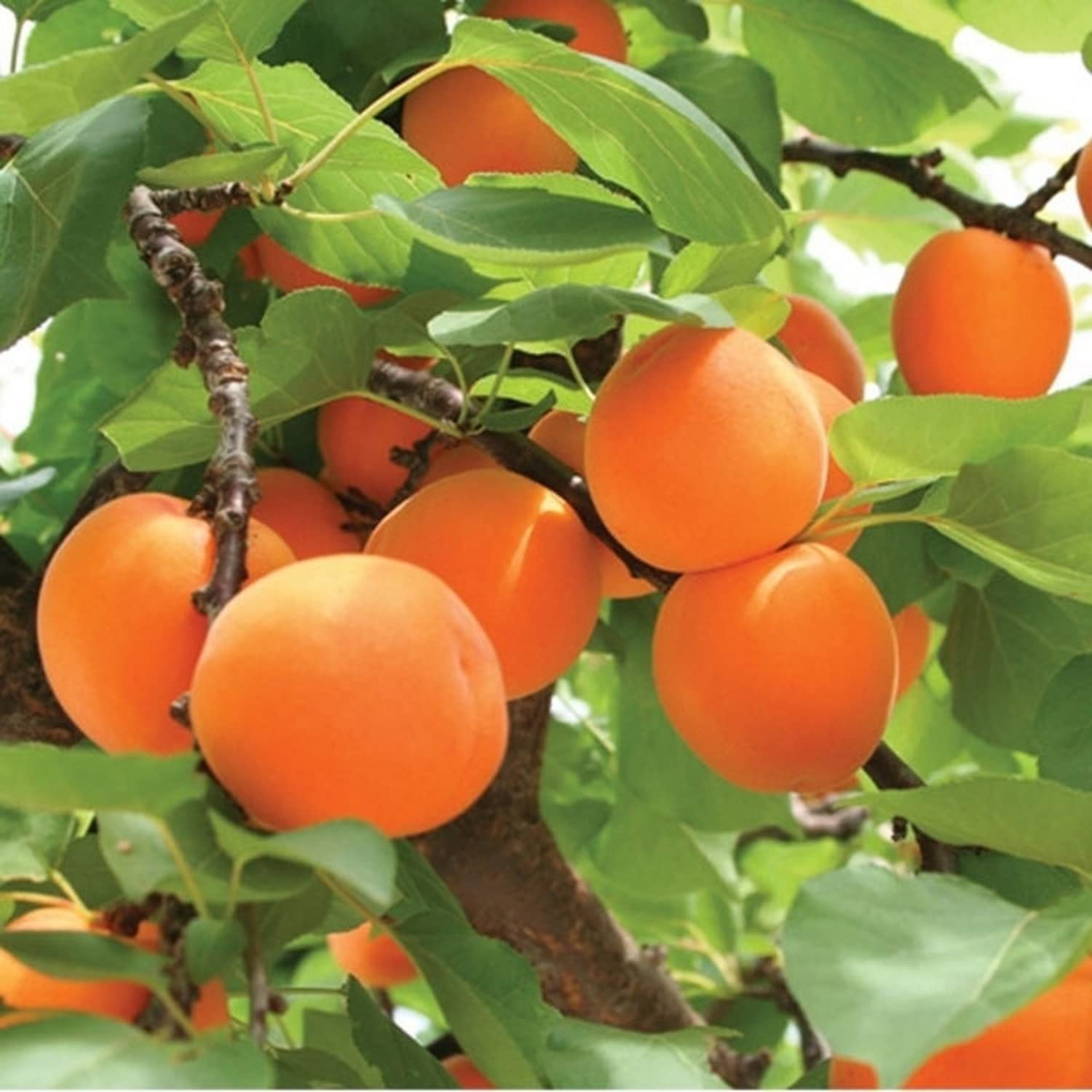 Apricot Tree Live Plant, 2-3 Feet Bare Root Live Plant for Planting, Dormant in Winter and Early Spring