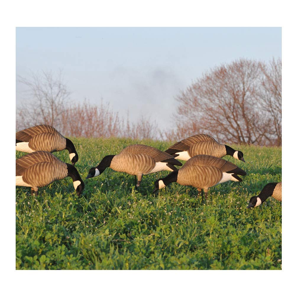 Avery Outdoors Hunting Gear PG Lesser FB Canadas-Harvester Pack (Dozen)