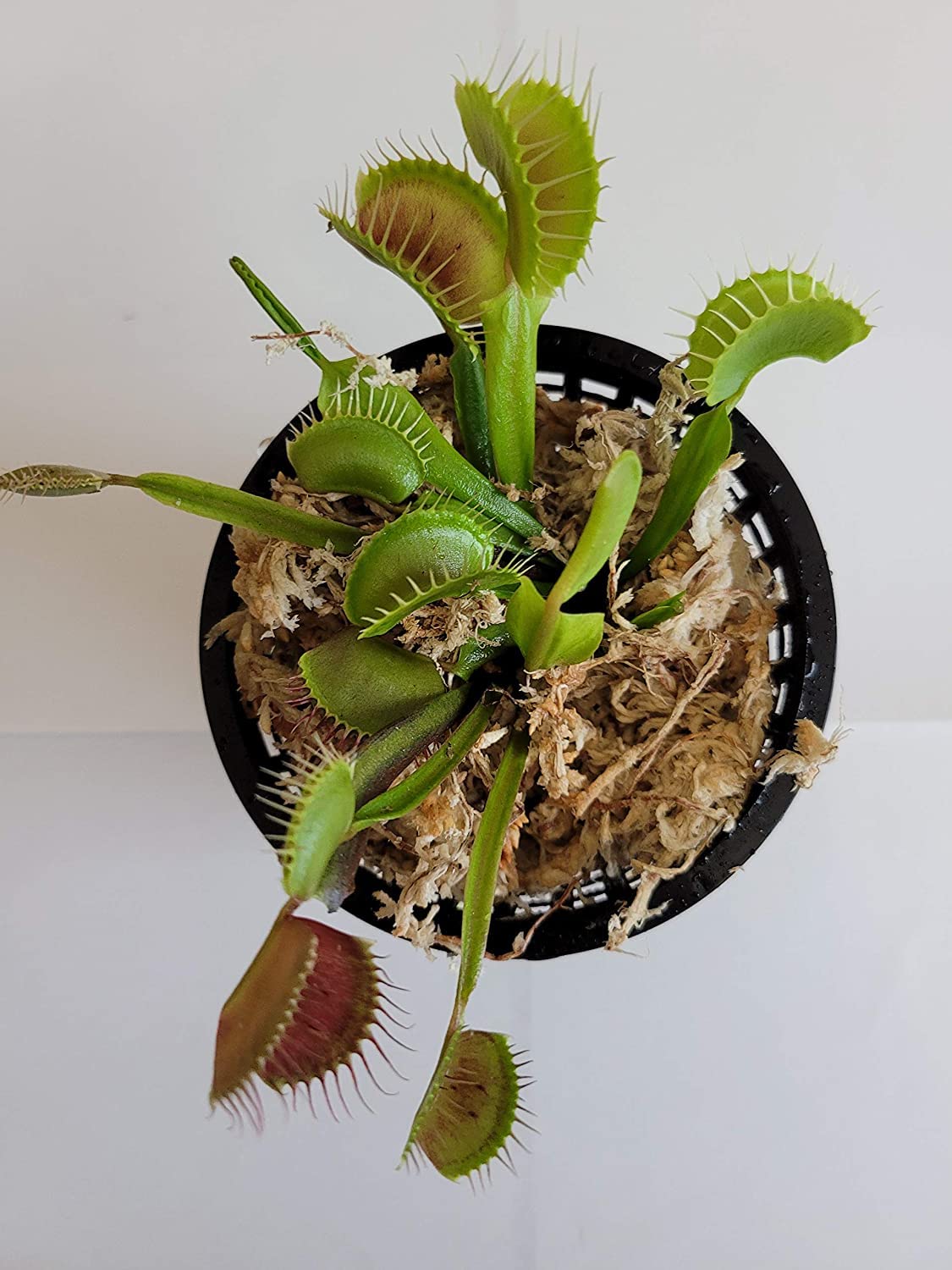 B52 Giant Venus Flytrap - Fly Trap - (Dionaea Muscipula) Carnivorous Plant 3.75 inch Pot