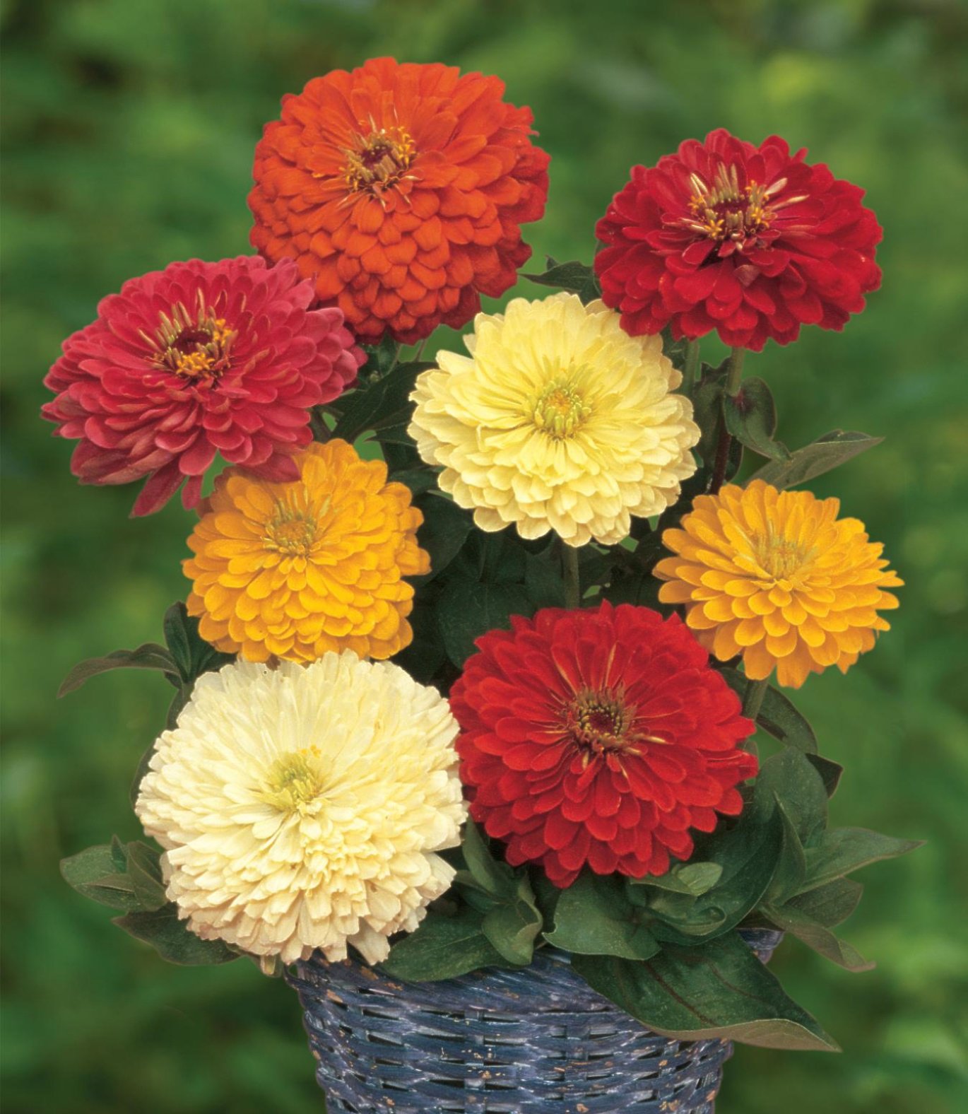 Burpee Big Tetra Mix Zinnia Seeds 65 seeds