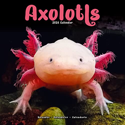 Axolotls Calendar - Calendars 2023 - 2024 Wall Calendars - Animal Calendar - Axolotls 16 Month Wall Calendar by Avonside