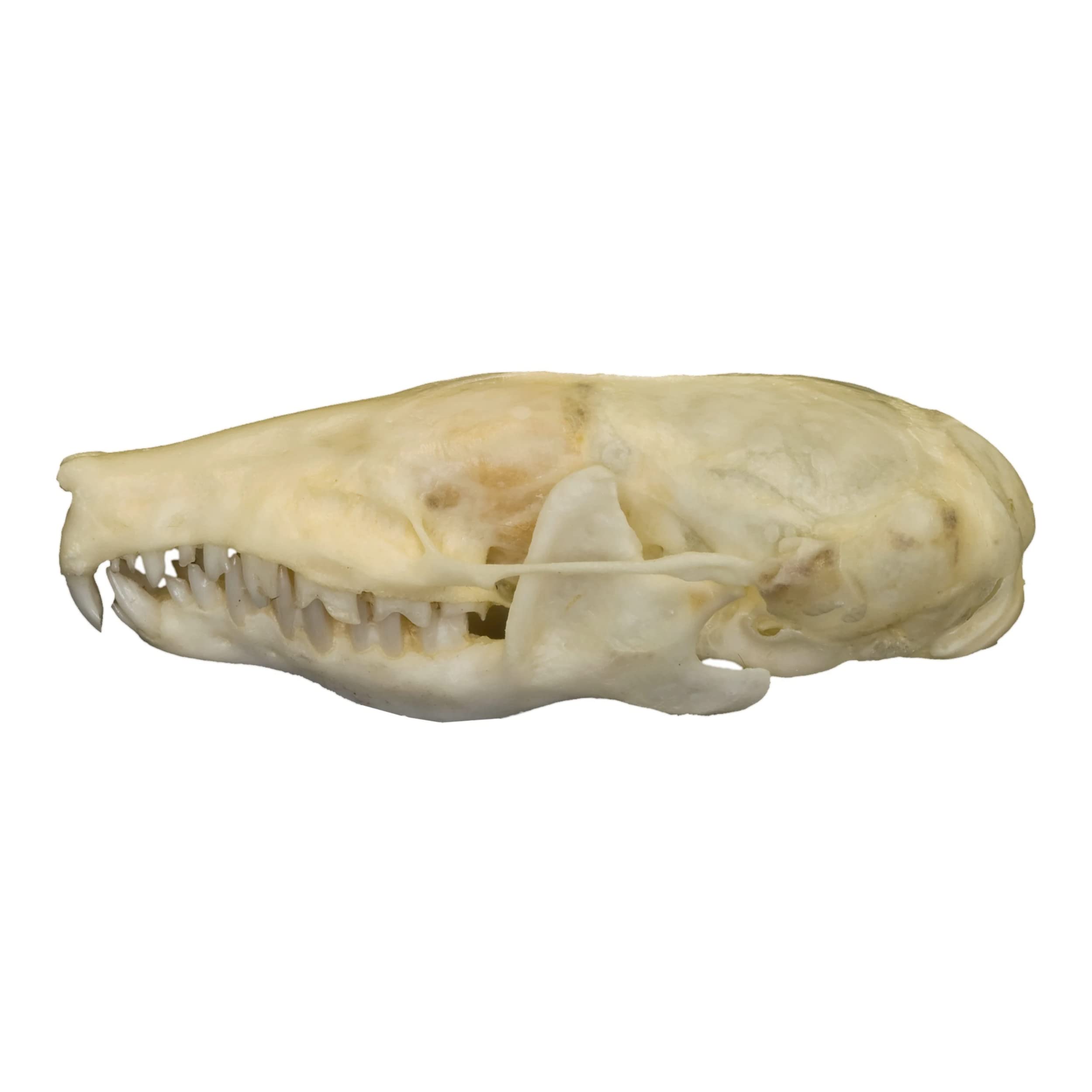 Real Eastern Mole Skull A Quality