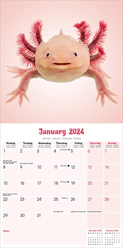 Axolotls Calendar - Calendars 2023 - 2024 Wall Calendars - Animal Calendar - Axolotls 16 Month Wall Calendar by Avonside