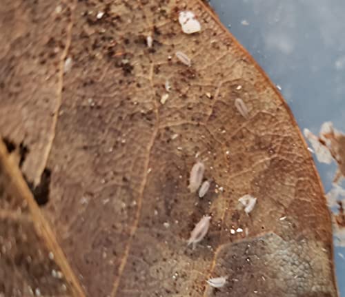 Bugs and More Store 20 Dwarf Purple Isopods - Clean Up Crew