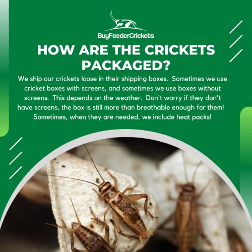 BuyFeederCrickets 1000 Live Acheta Crickets (Large (1"))