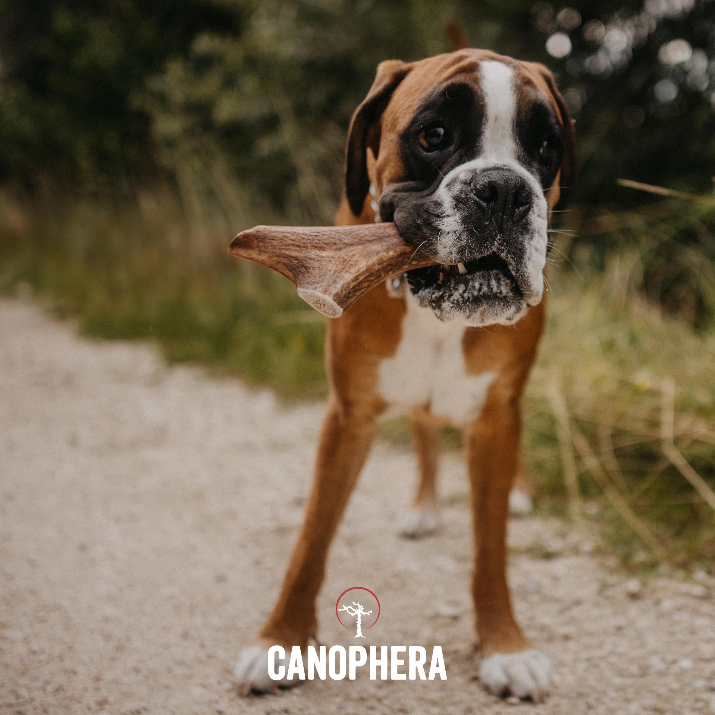 Canophera All-Natural Split Red Deer Antlers – Long-Lasting, Sustainably Sourced Dog Chews – Available in 5 Sizes, Odor-Free, Supports Dental Health – Ideal for Power Chewers - Xtra Small