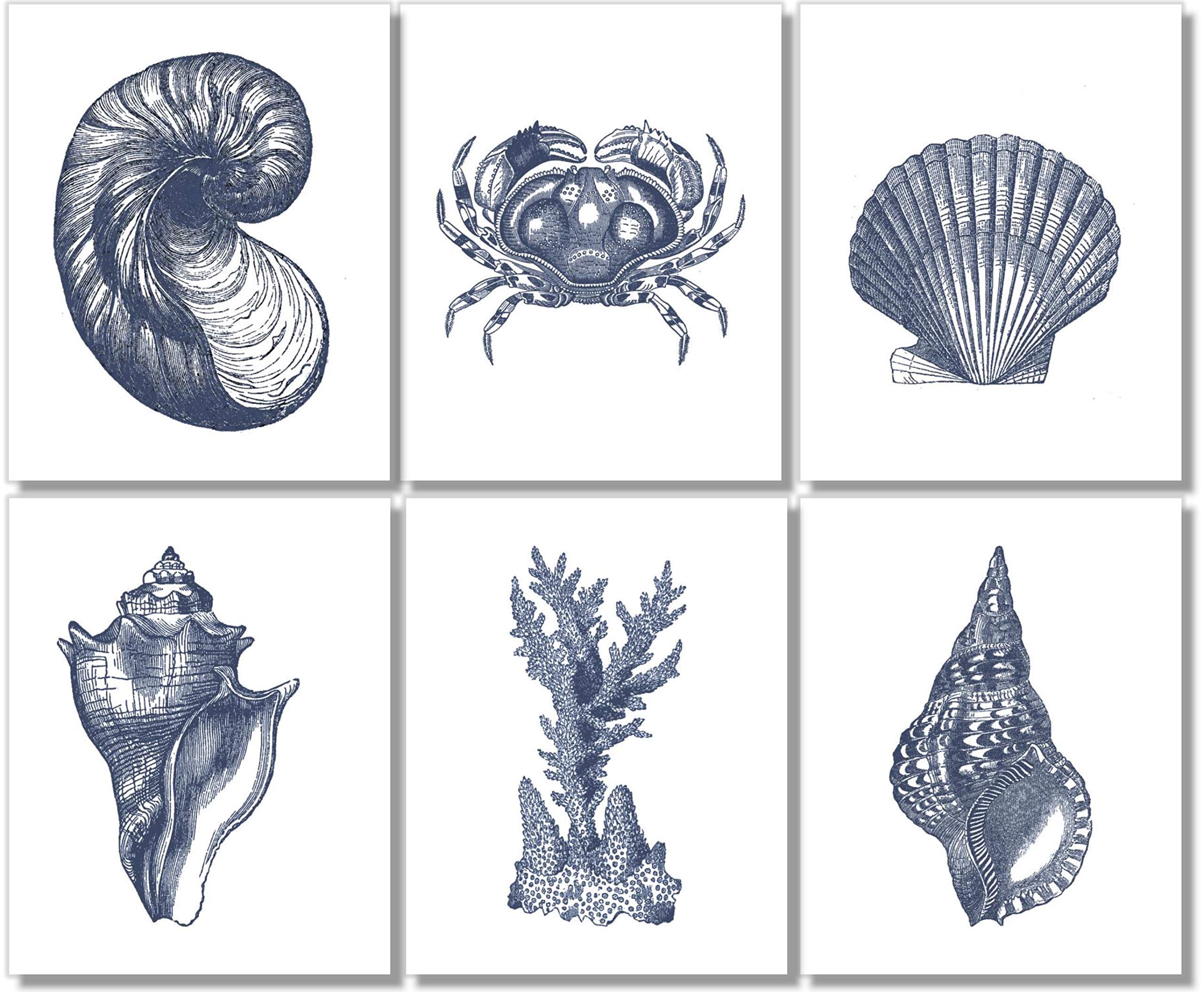 Beach Wall Decor Art Prints (Set of 6) - Vintage Seashells - 8x10 - Unframed - Blue