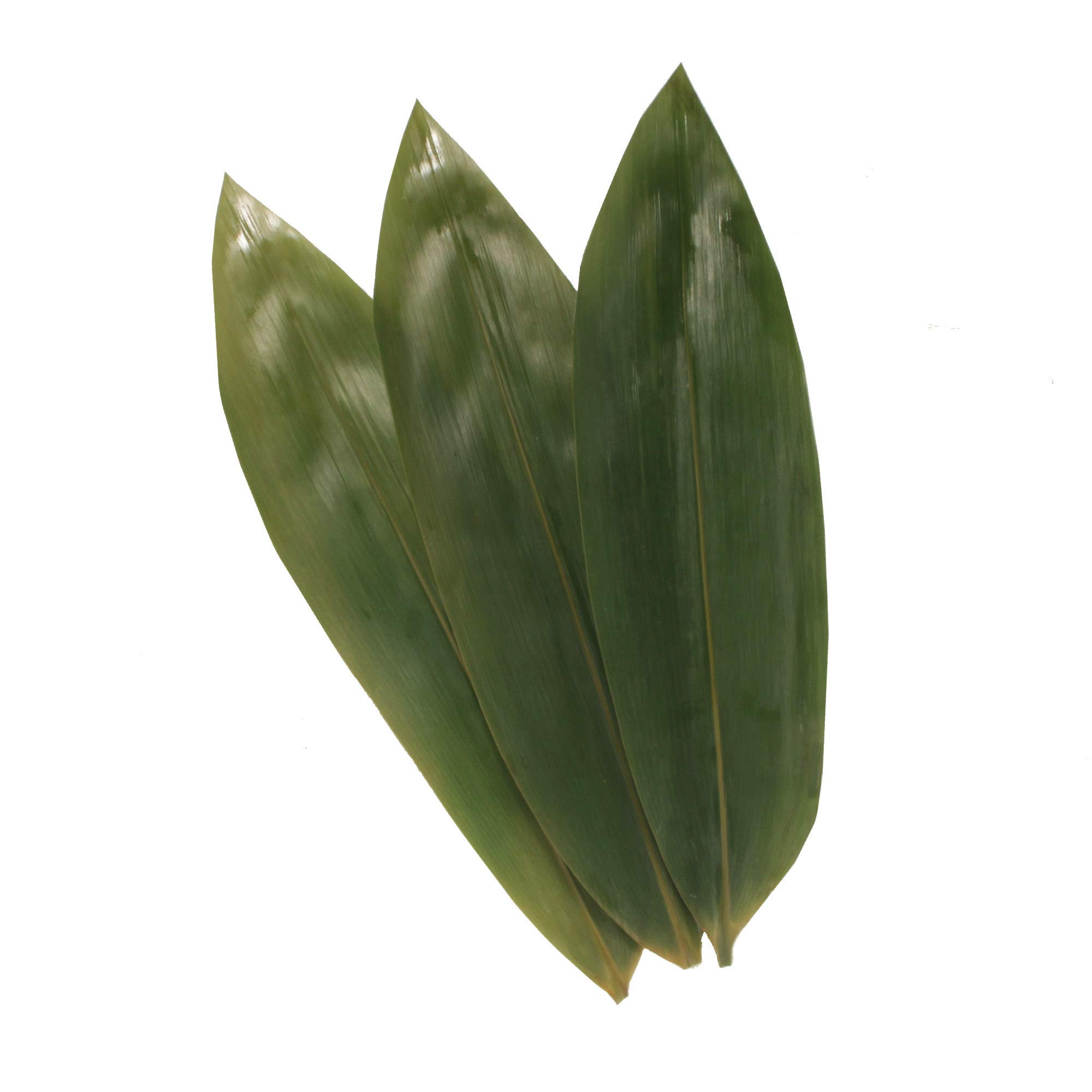 BambooMN Bamboo Leaves for Cooking Zongzi, Banana Leaf Alternative, Grilling/Barbeque, Natural Boiling Bags - 12.25 x 3.5 Inches - 300 pack