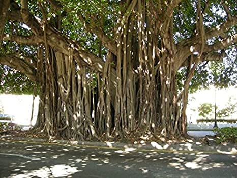 Banyan Tree Seeds for Planting - 40 Seeds of Ficus benghalensis - Indian Banian Tree - Ships from Iowa, USA