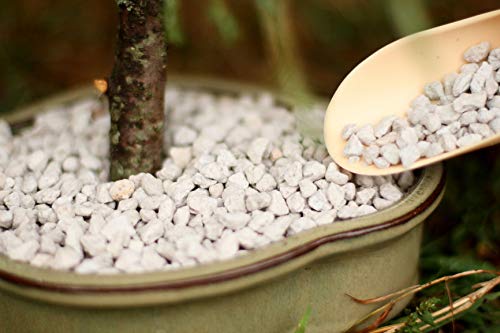 Bonsai Outlet Horticultural Pumice for Plants - Tinyroots Succulents, Cactus, Bonsai Plants - 100% Pure Bonsai Pumice Rocks, 1/4 inch Soil Additive, 2 Quarts