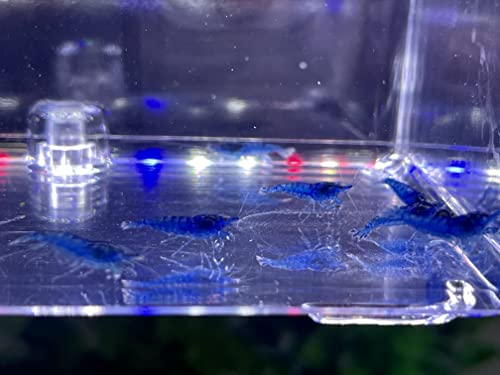 Blue Dream Shrimps Live Freshwater Shrimp Aquarium Neocaridina Inverts RCS (10 Shrimps (+2))