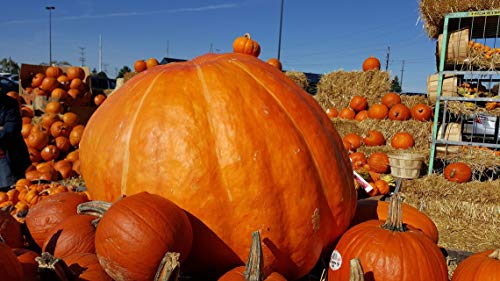 Biggest Pumpkin in The World | 10 Seeds | Grow Atlantic Giant Pumpkins