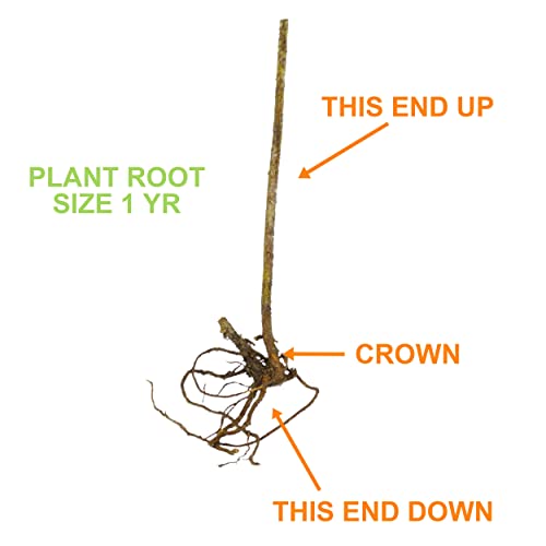 Bushel and Berry Raspberry Shortcake® Raspberry Bare Root for Planting, Non-GMO (Bag of 1)