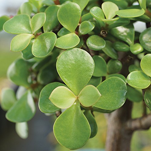 Brussel's Live Dwarf Jade Indoor Bonsai Tree in Water Pot - 5 Years Old; 6" to 10" Tall with Humidity Tray & Deco Rock