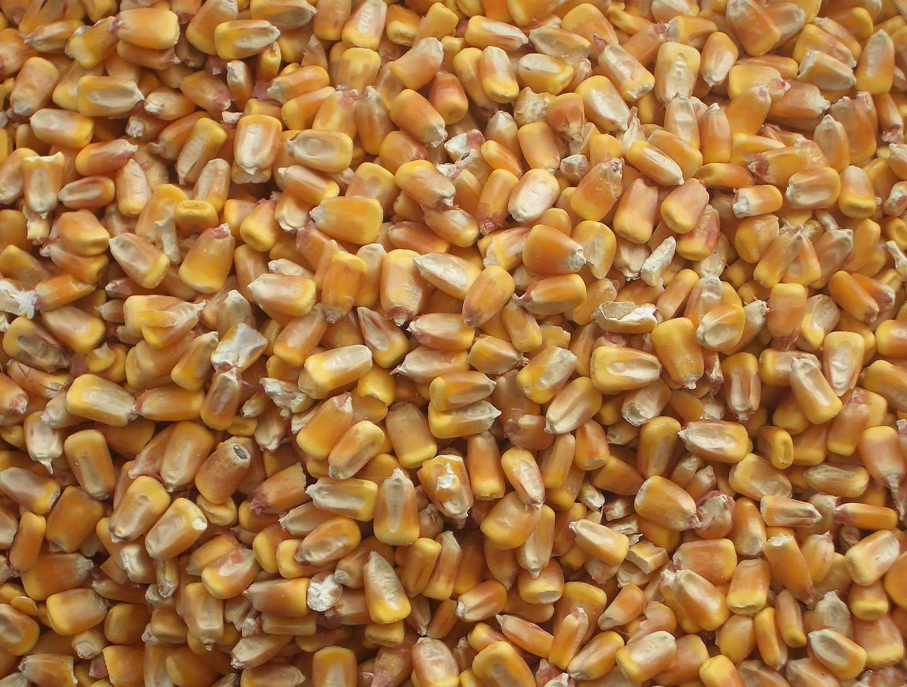 Bulk Whole Corn for Wildlife Feeding (1, 50 Pounds)