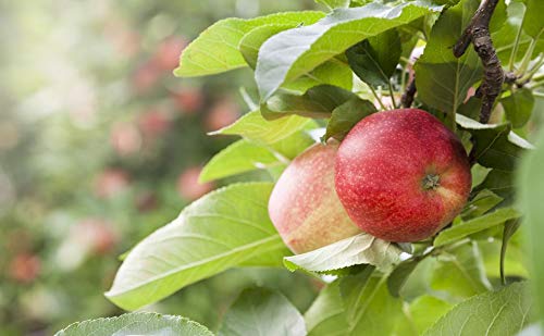 Common Apple Tree Seeds for Planting, 15+ Fruit Tree Seeds Per Packet, (Isla's Garden Seeds), 70-90% Germination in Good Conditions, Malus pumila, Botanical Name: Malus pumila, Great Home Garden Gift