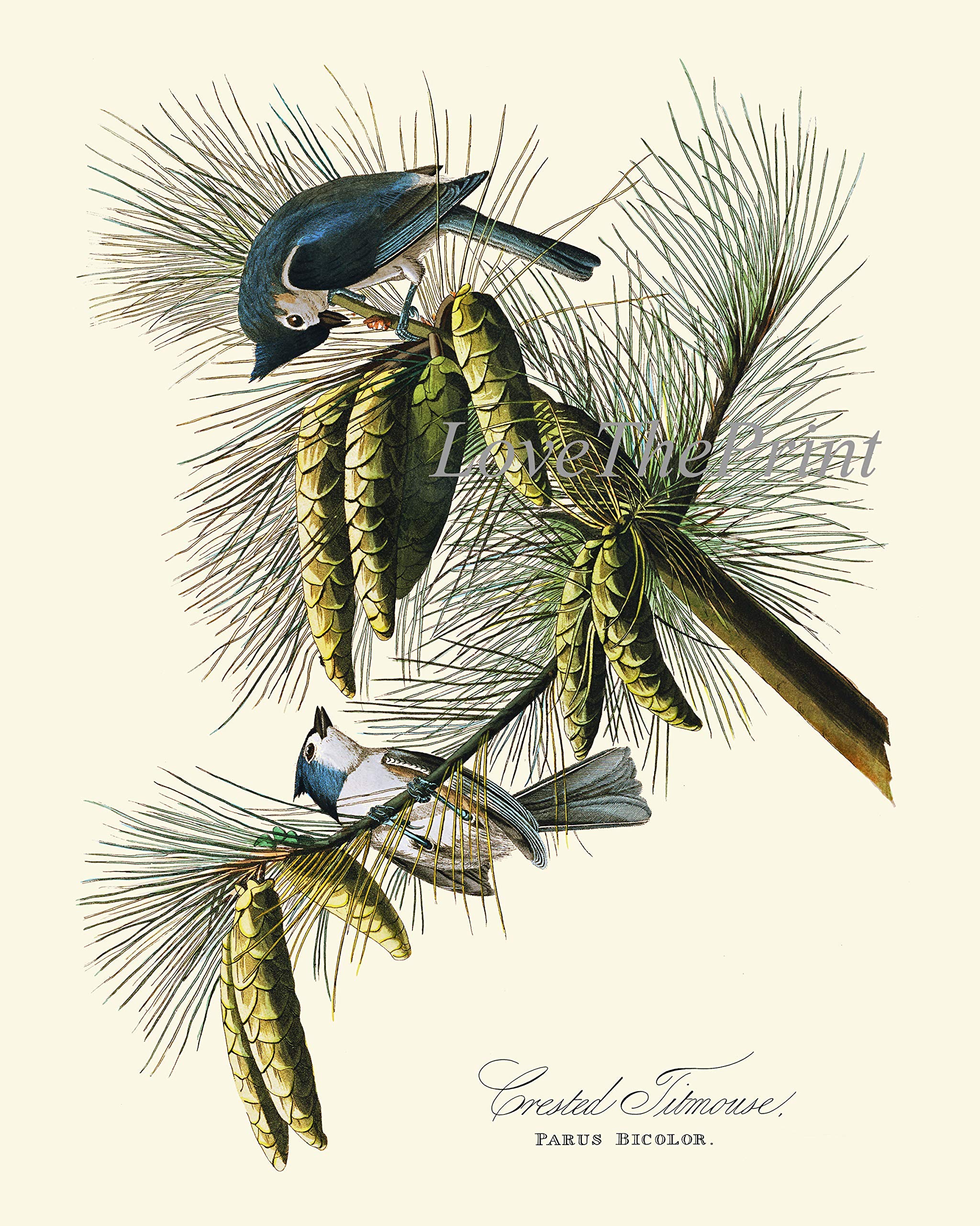Bird Print Wall Art Set of 4 Prints Beautiful James Audubon Titmouth Fork-tailed Flycatcher Blue Bird Bluebirds Indigo Bird on Pine Tree Blooming Magnolia Flower Home Room Decor Unframed