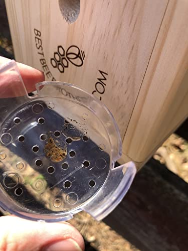 Bee-Licious Bee Bait All Natural Carpenter Bee Lure Attracts More Carpenter Bees to Your Carpenter Bee Traps