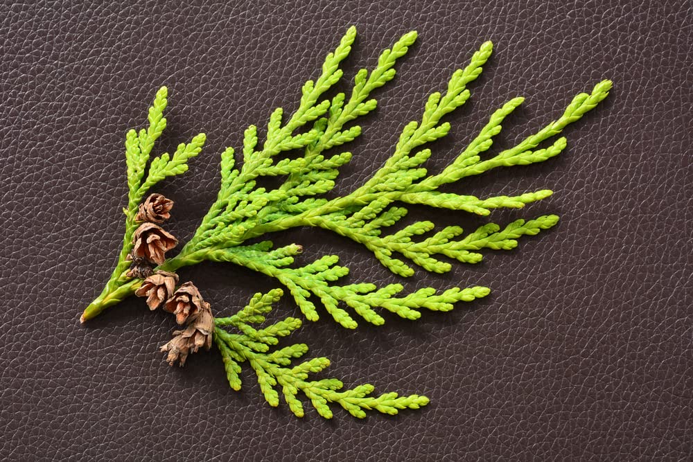 Bonsai Tree Seeds - Western Red Cedar, Thuja plicata - 30 Seeds