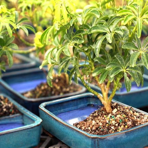 Brussel's Live Hawaiian Umbrella Indoor Bonsai Tree in Water Pot - 5 Years Old; 8" to 12" Tall